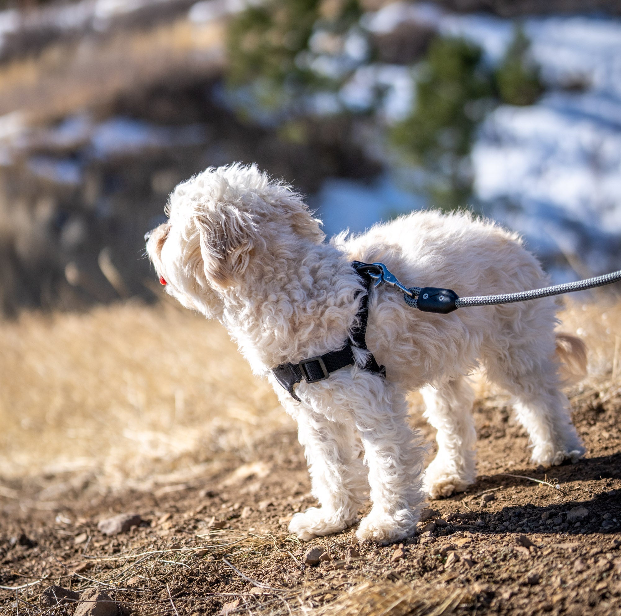 Quality Dog Harnesses – Atlas Pet Company