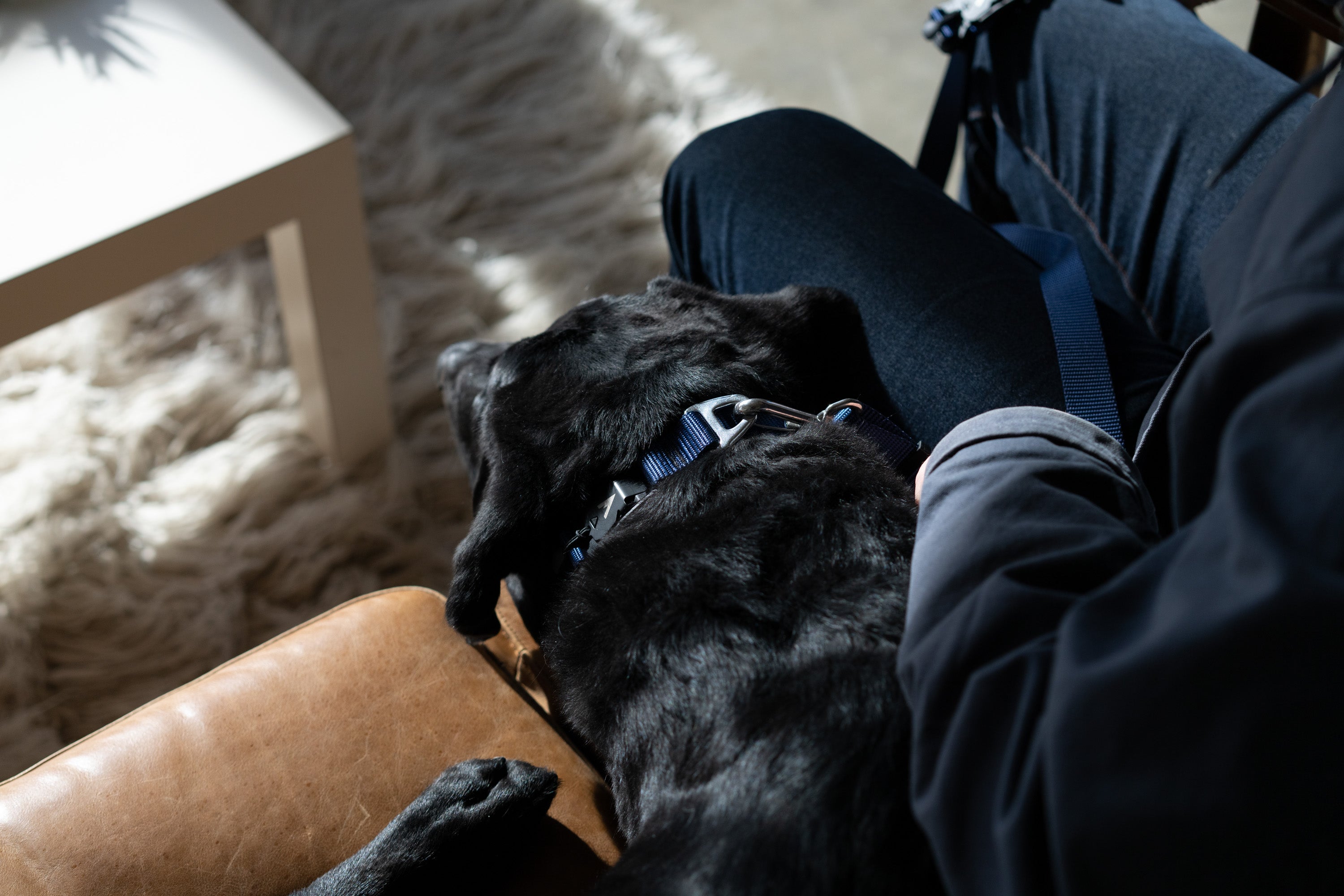 Customer Favorites - Atlas Pet Company