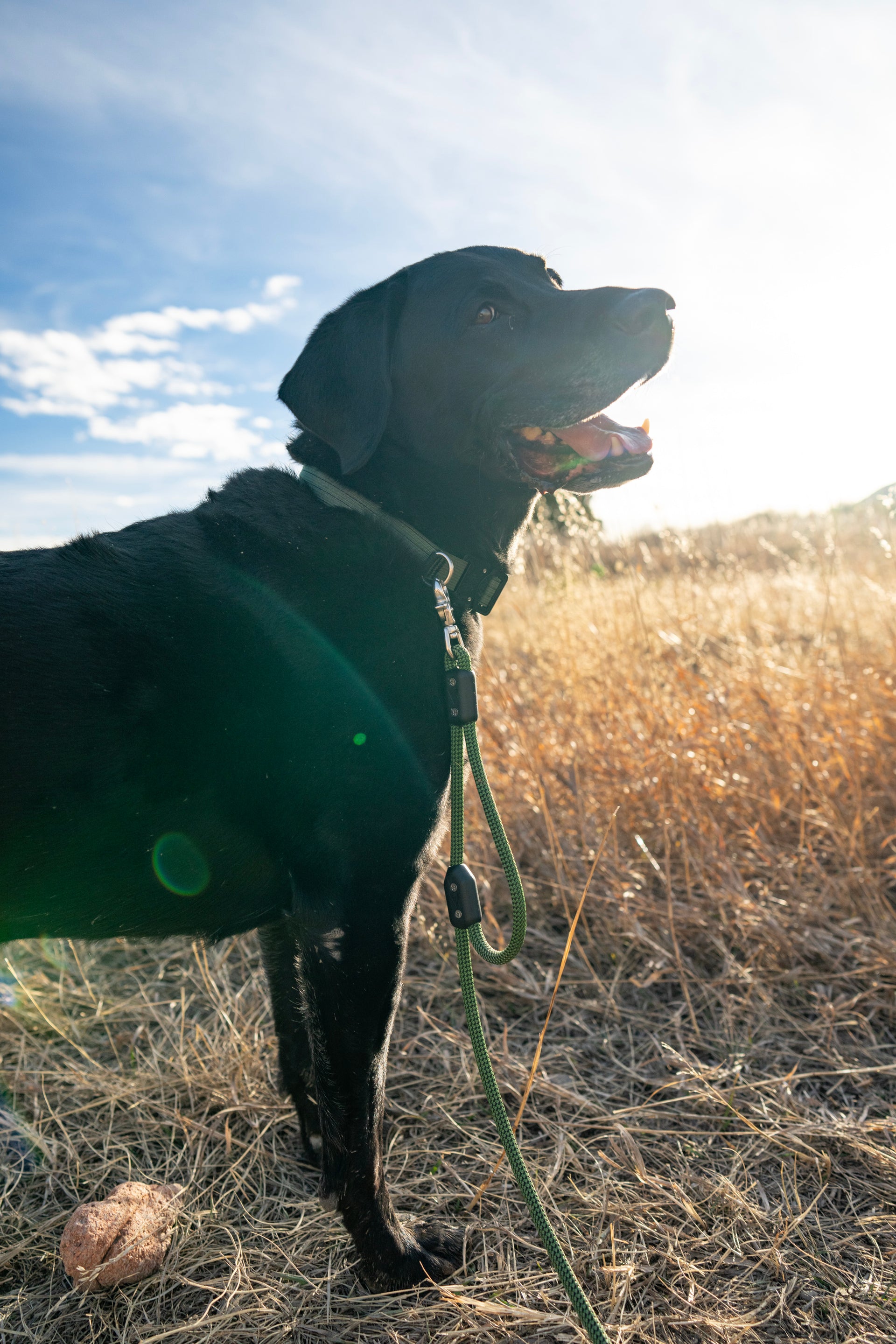 Shop Lifetime Collar
