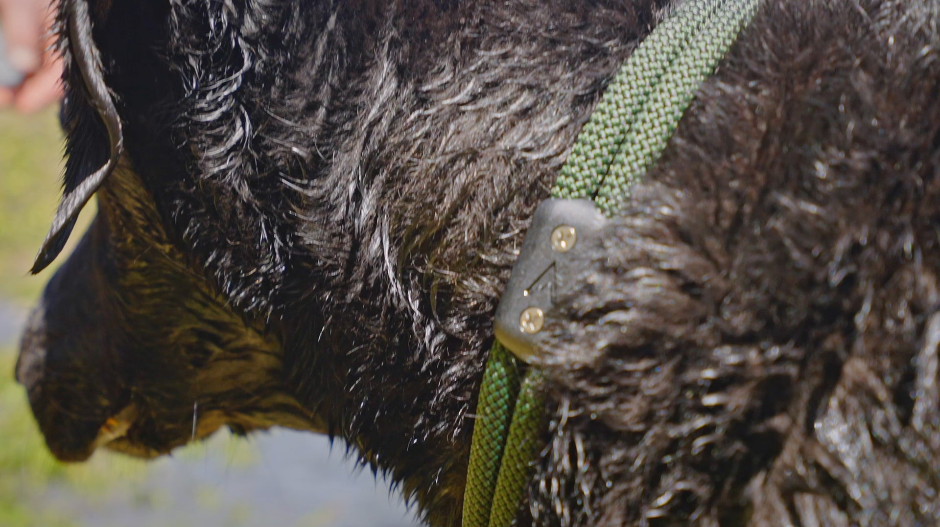 Lifetime Collars® - Lifetime Warranty Dog Collars Handmade in Colorado ...